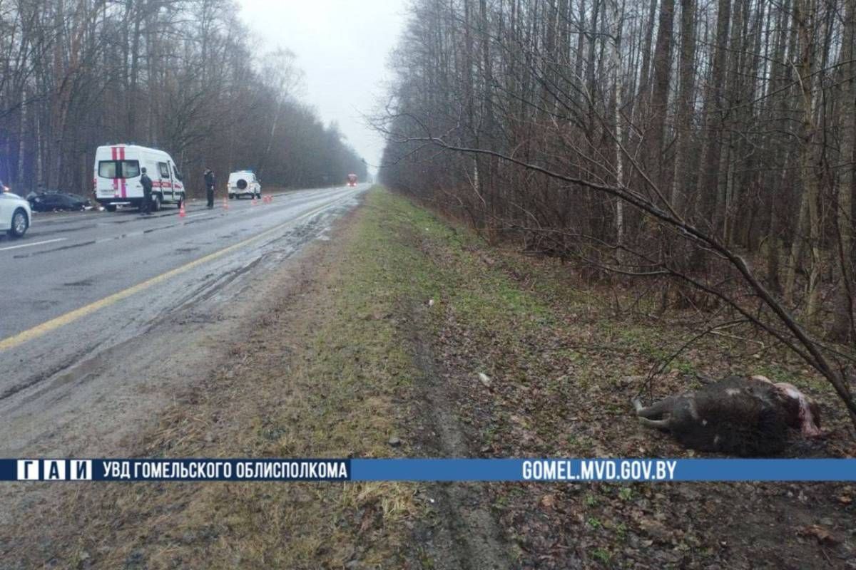 В аварии с лосем на трассе М10 один человек погиб, трое пострадали
